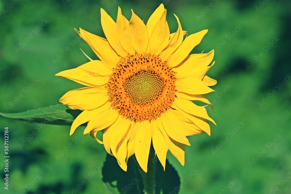 Primer plano de una flor de girasol. Un bonito girasol en todo su ...