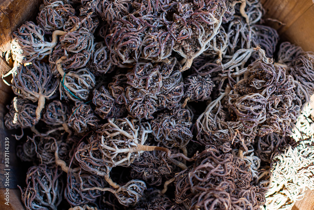 Rose of Jericho (Egypt). Flower of natural jerico in stand of plants ...
