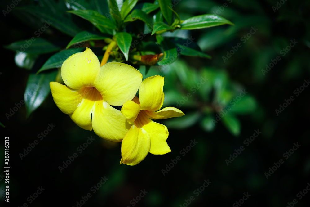 Alamy Common yellow flowers of India Stock Photo | Adobe Stock