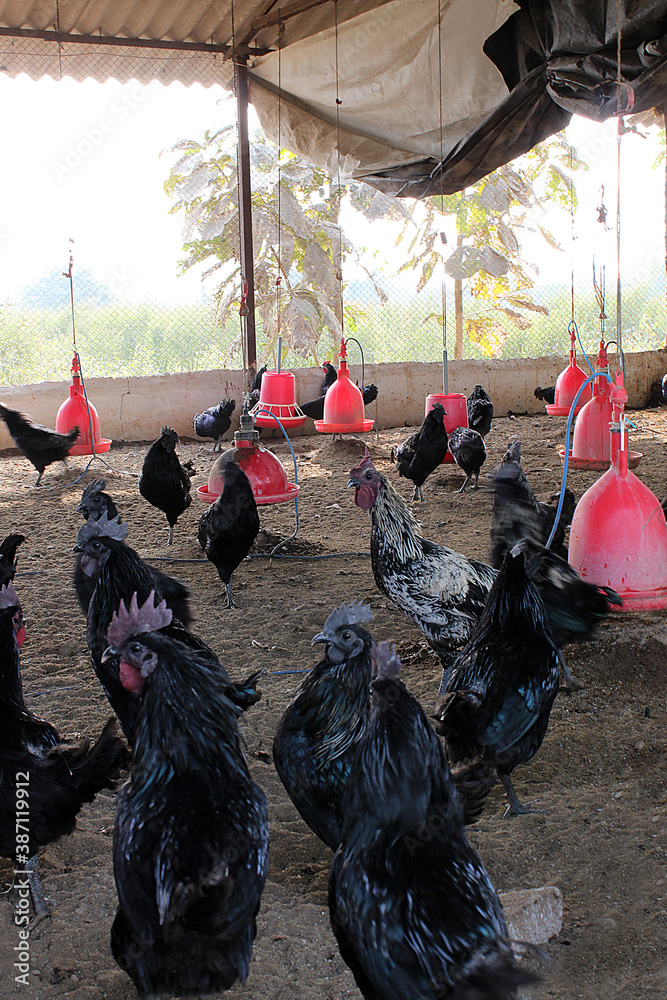 Kadaknath or Kali Masi, an Indian breed of chicken bird Stock Photo ...