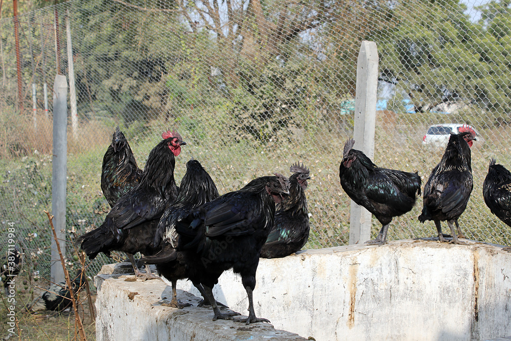 Kadaknath or Kali Masi, an Indian breed of chicken bird Stock Photo ...