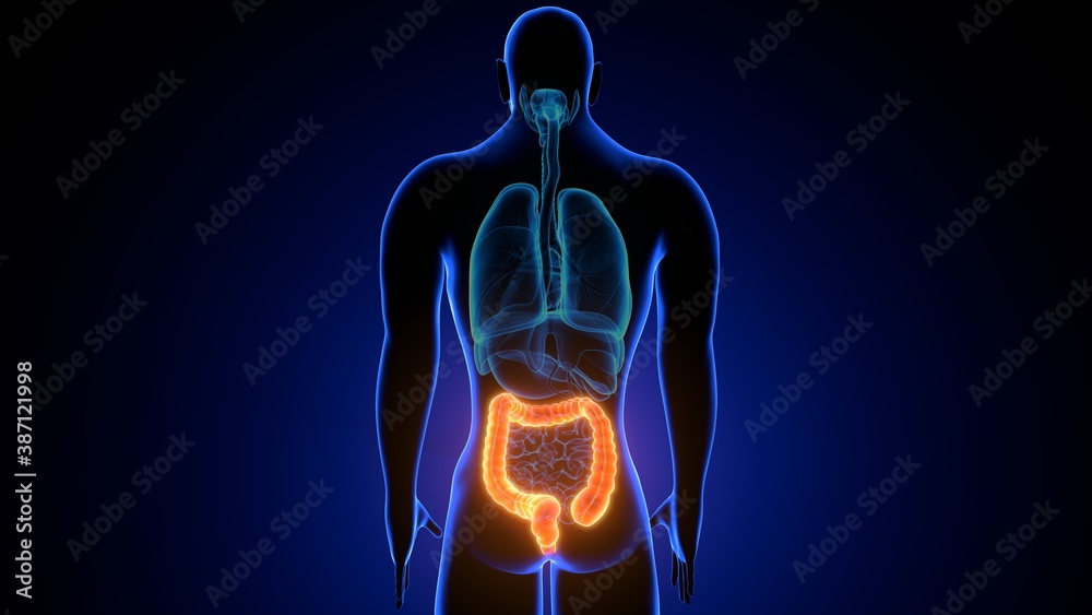 large intestine 3d illustration human digestive system anatomy Stock ...