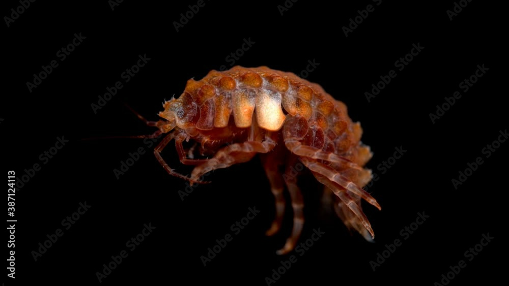 Amphipoda Brandtia lata under the microscope, family Acanthogammaridae ...