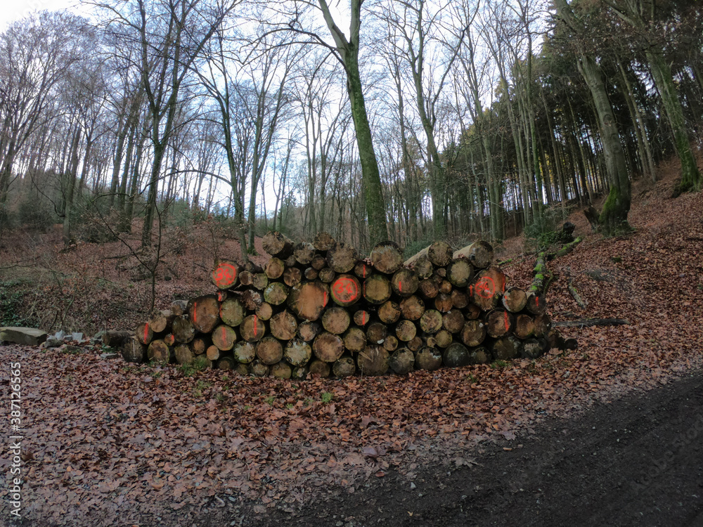 Logs of wood felled in the cold frozen forest of Drachenfels (Dragon's ...