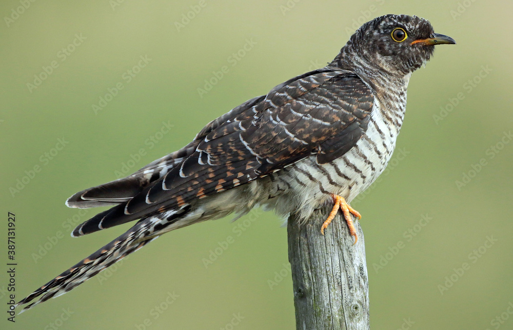Common Cuckoo, Cuculus canorus Stock Photo | Adobe Stock