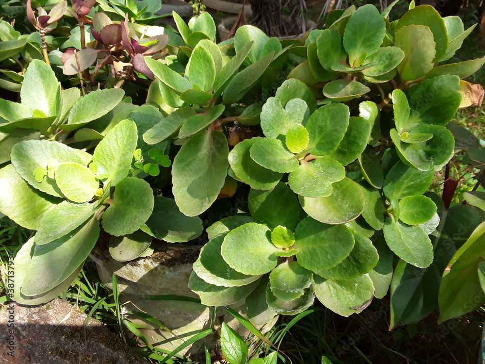 Jade trees are notorious for being easily grown. They can be grown by ...