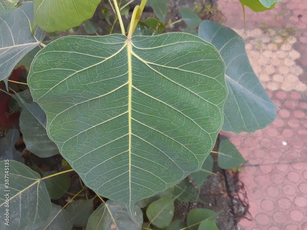 Sacred Fig.peepal leaf plantFicus religio Peepal tree leaves and stem ...