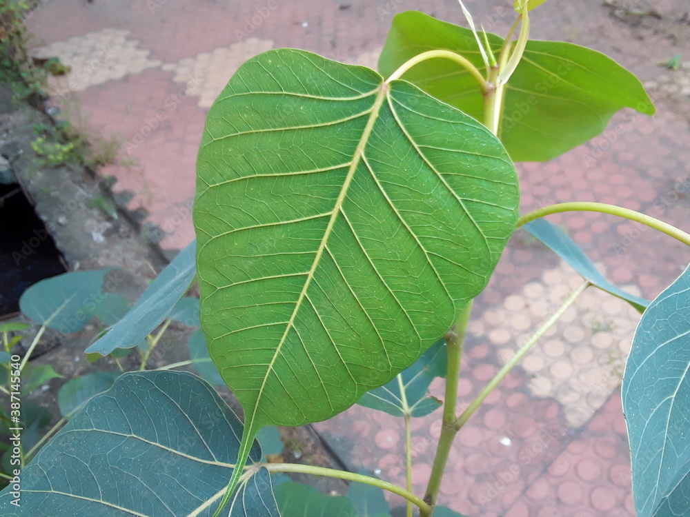Sacred Fig.peepal leaf plantFicus religio Peepal tree leaves and stem ...