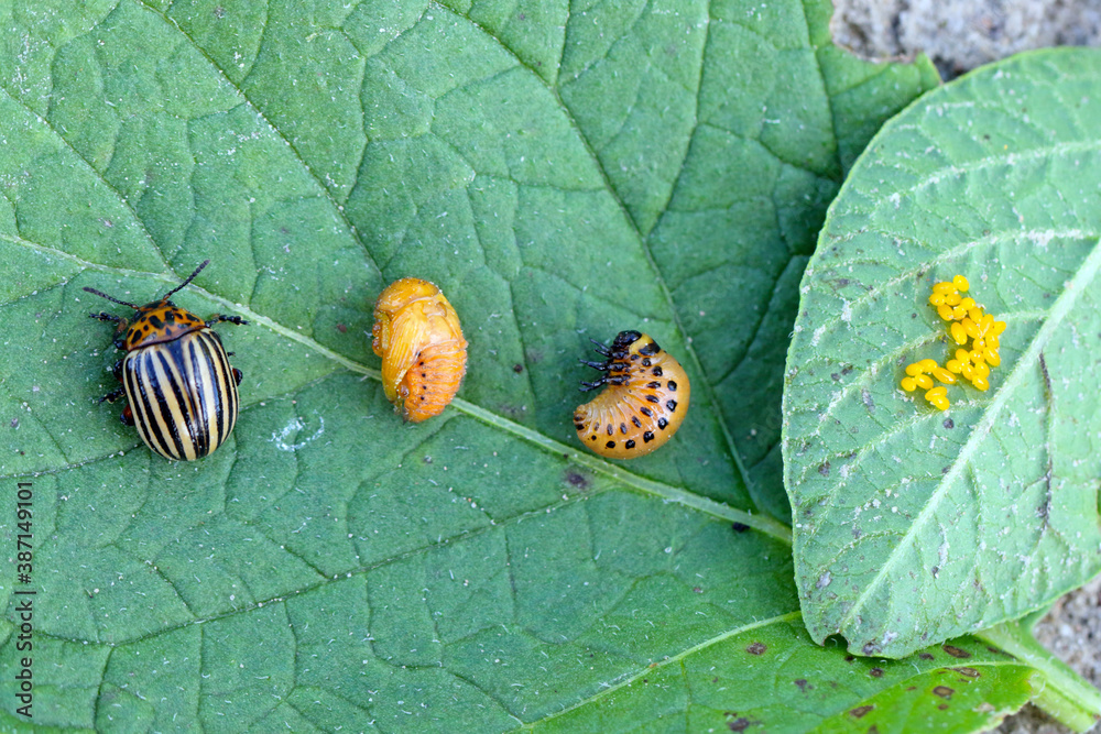 Potato Bug Larva