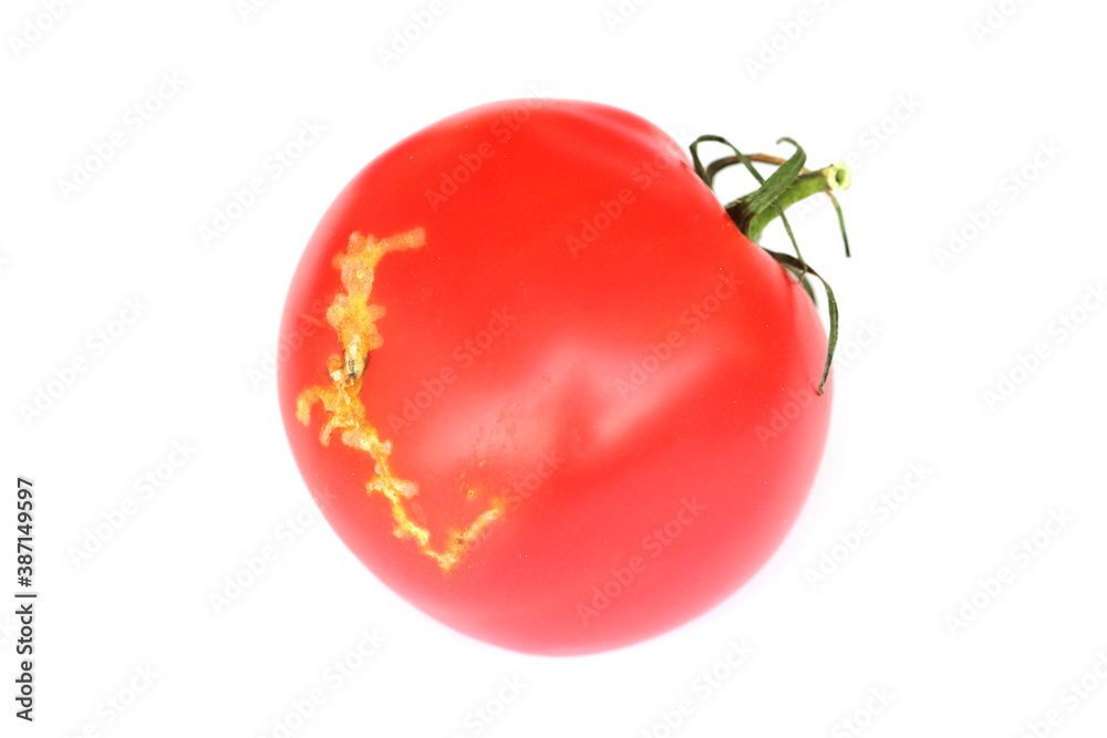 Tomato damaged by caterpillars of tomato leafminer also called tomato ...