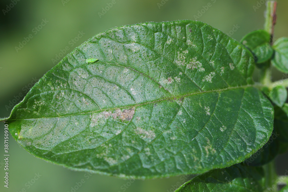 Fotografia do Stock: Potato leafhopper - Empoasca fabae - damages crops ...