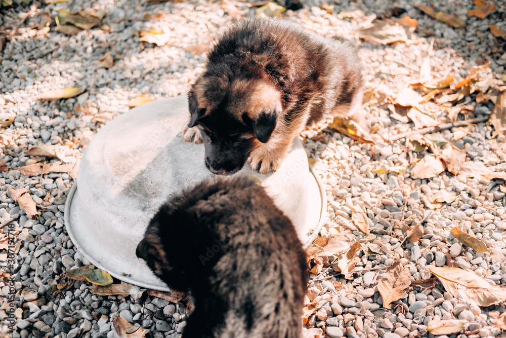 Games of young purebred Gemini dogs. German shepherd kennel. Two cute ...