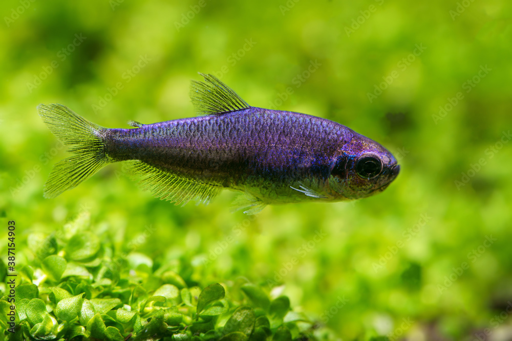 Blue Emperor Tetra