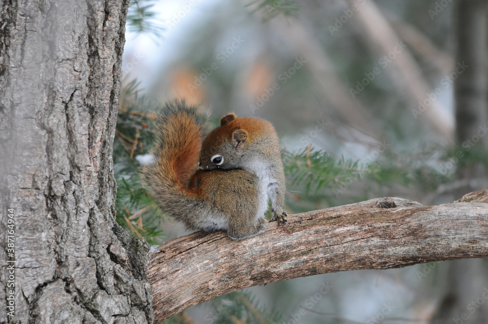 Squirrel Stock Photos. Squirrel close-up profile view in the forest ...