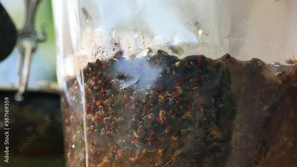 Hanging fly killing trap or device filled with corpses of dead flies ...