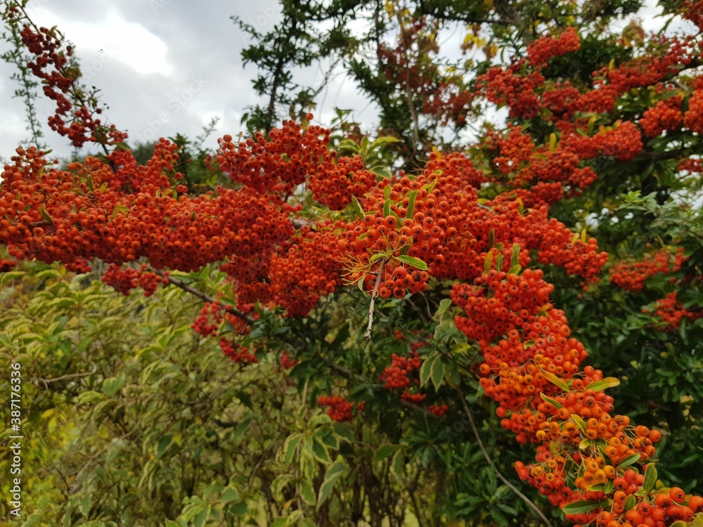 Pyracantha (red) is a genus of large, thorny evergreen shrubs in the ...