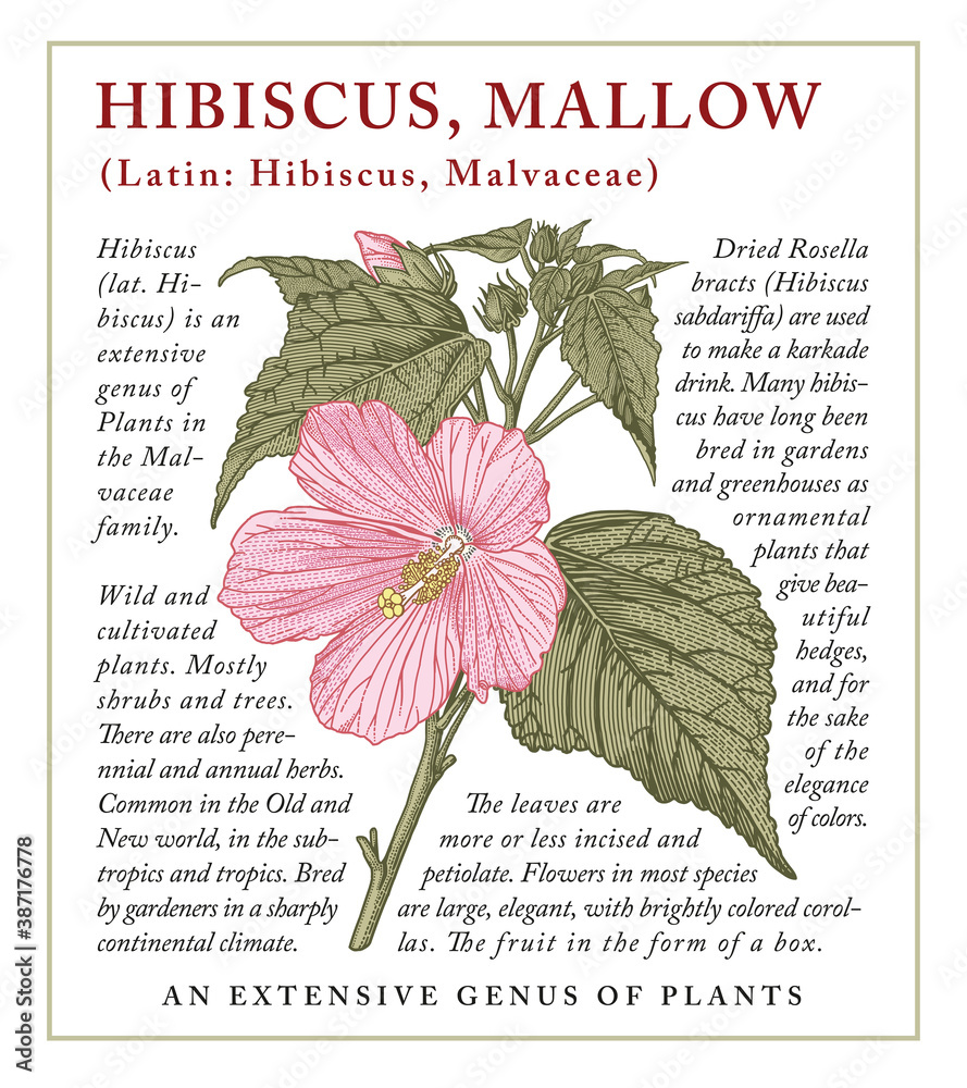 Hibiscus mallow. Beautiful blooming realistic isolated flowers Vintage ...