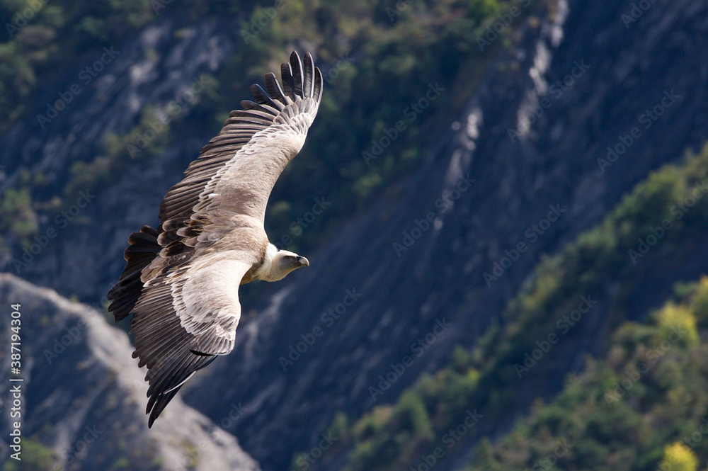 vautour fauve Stock Photo | Adobe Stock