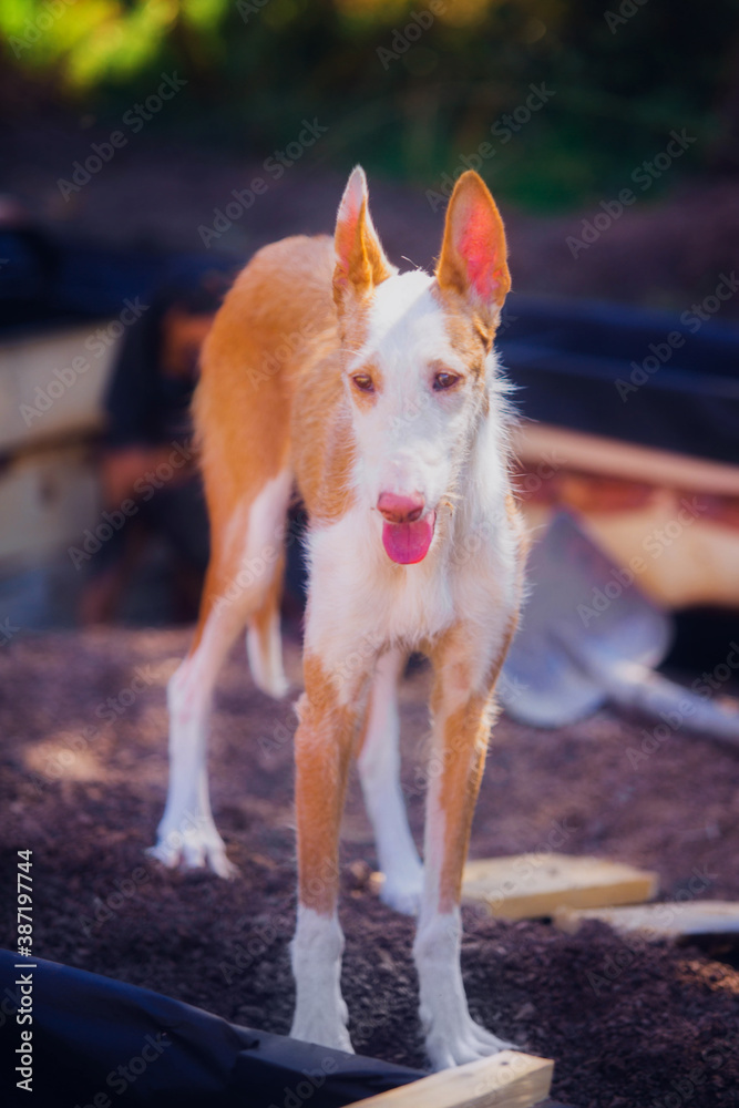 Expressive close-up of a dog with a pink nose, Ivis greyhound, Podenko ...