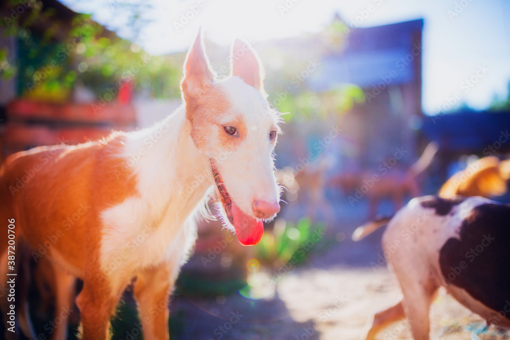 Expressive close-up of a dog with a pink nose, Ivis greyhound, Podenko ...