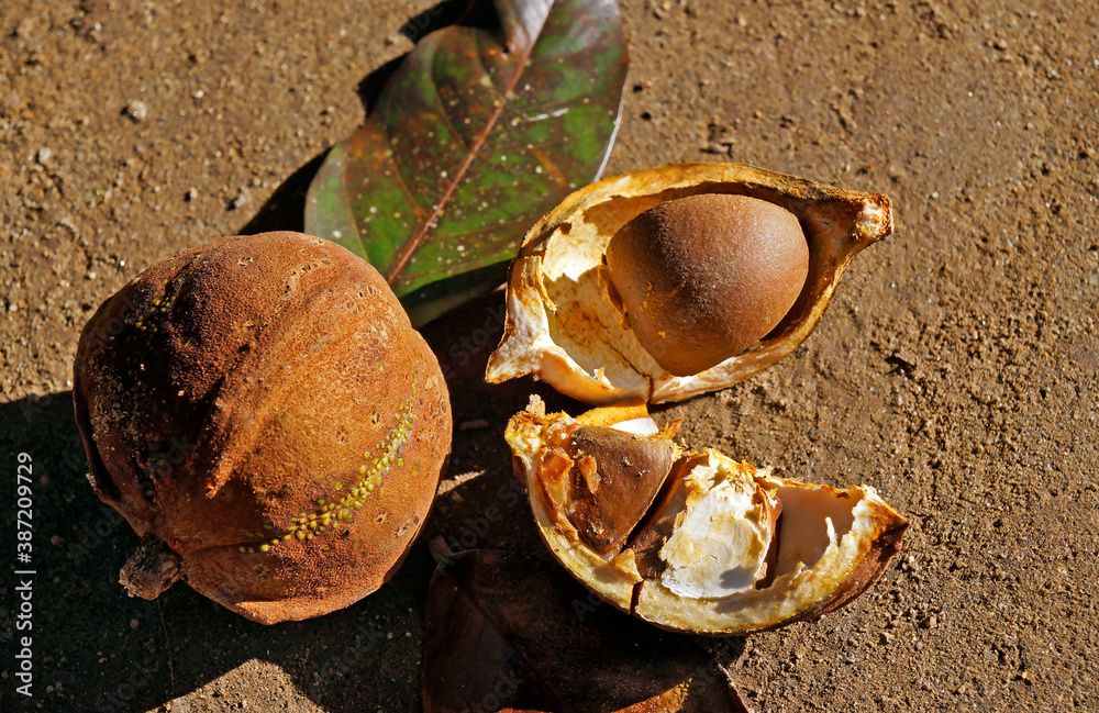 Foto de Crabwood tree seeds or Andiroba seeds (Carapa guianensis), Rio ...