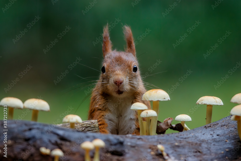 Stockfoto Eurasian red squirrel (Sciurus vulgaris) searching for food ...