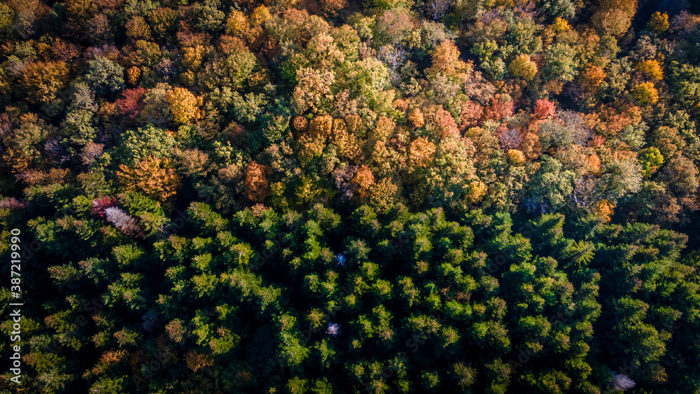 une forêt de sapin au bord d'une forêt de feuillus aux couleurs d ...