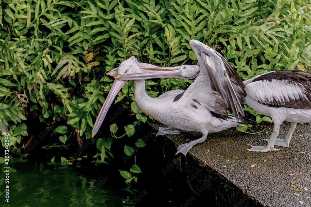 Australian Pelican fights at zoos Stock Photo | Adobe Stock