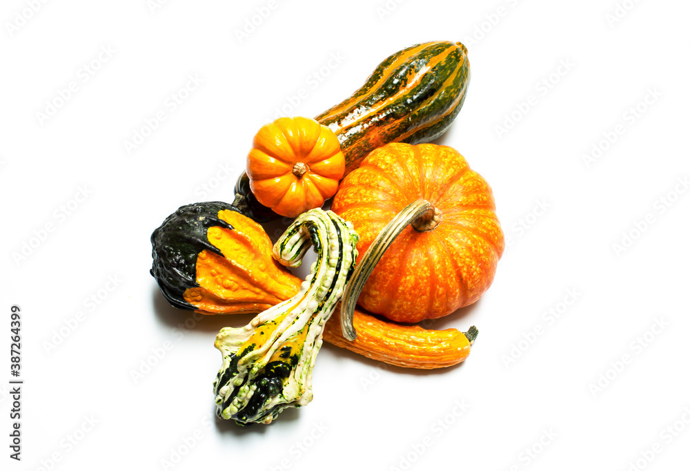 Decorative Autumn Gourds including Autumn Wing Gourd, Warted Gourd ...