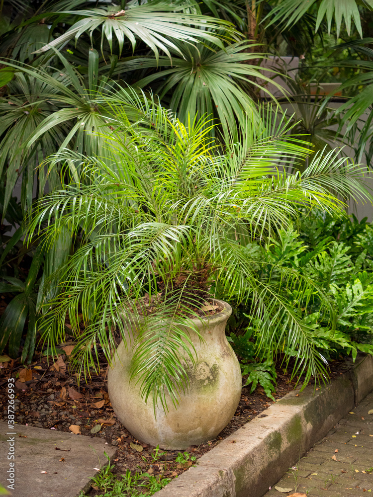 Pygmy Date Palm, Miniature Date Palm or just Robellini (Phoenix ...