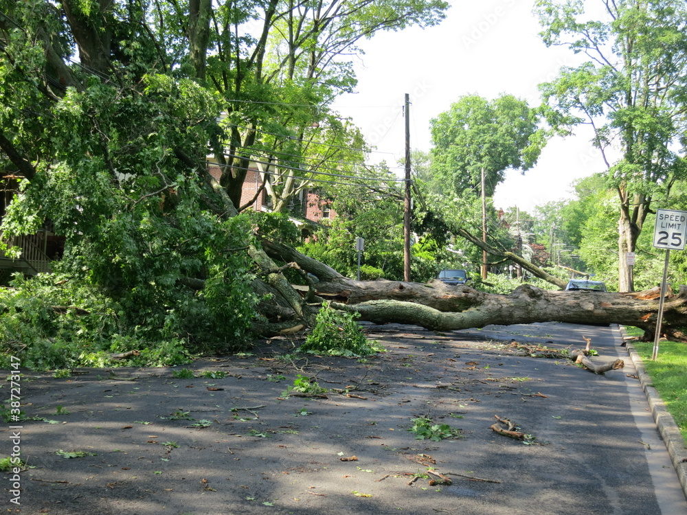 Multiple trees down after tornado and storm damage Stock Photo | Adobe ...