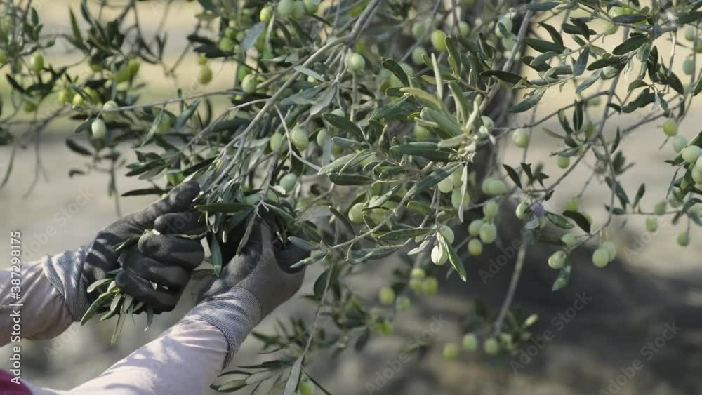 Worker's hand picking olives from an olive tree branch. A person ...