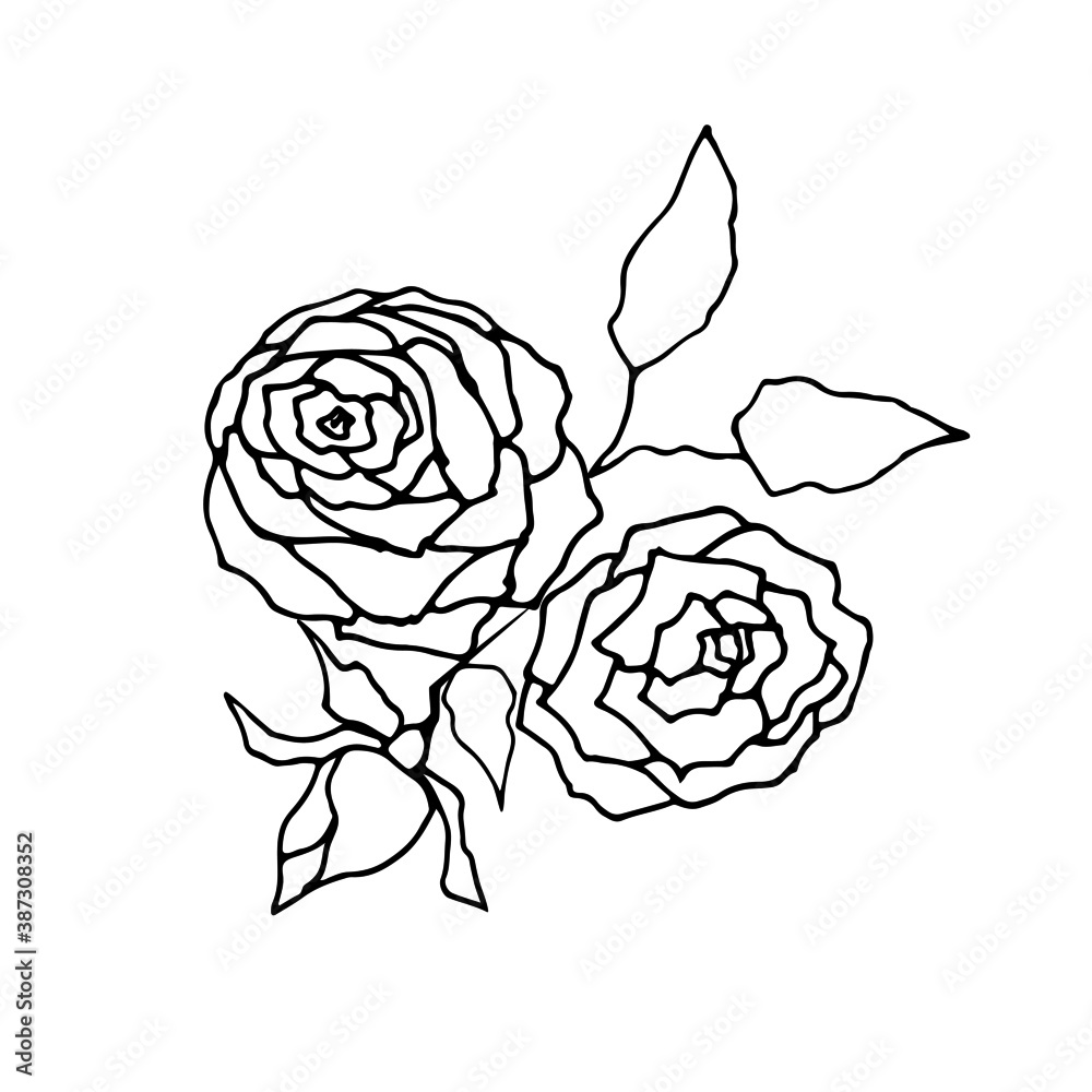 Roses, line drawing, coloring page. Vector illustration. Stock Vector ...