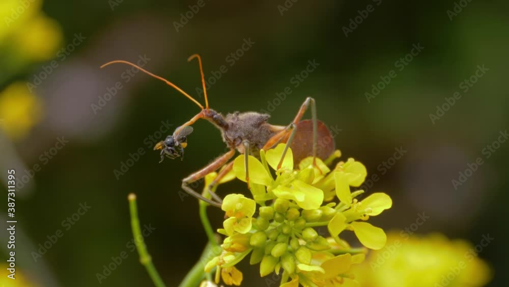 Assassin Bug With Bee On Its Rostrum In The Garden - Common Assassin ...