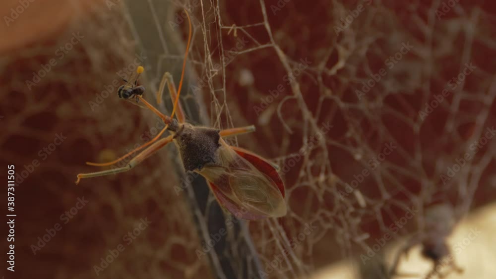 Vidéo Stock Common Assassin Bug Feeding On A Native Australian ...