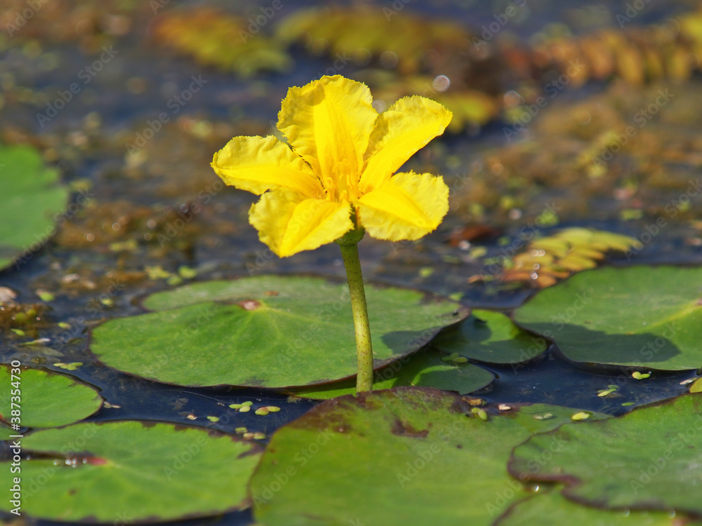 Flower of yellow floating heart, aquatic plant. Nymphoides peltata ...
