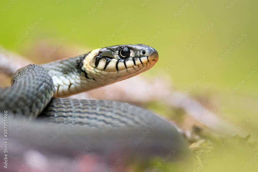 Grass snake (Natrix natrix), with beautiful green coloured background ...