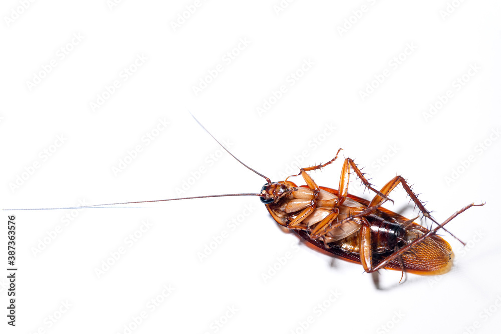 Cockroach died and tip over on a white background, It has 6 legs, the ...