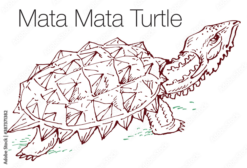 Mata mata turtle hand drawn vector illustration Stock Vector | Adobe Stock