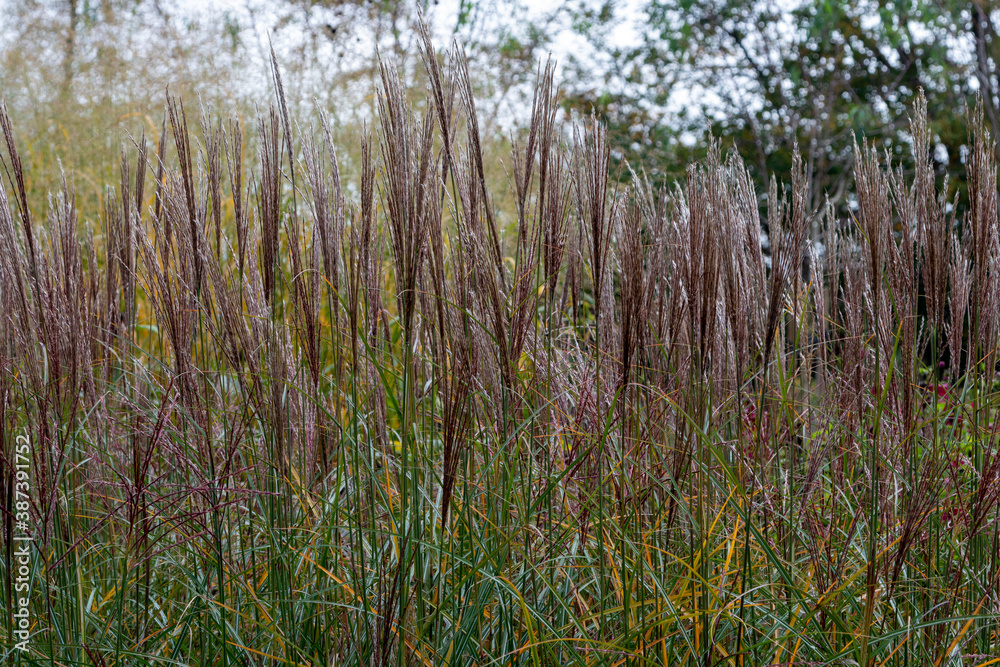 Maiden grass (miscanthus sinensis 'Yaku Jima) garden Stock Photo ...
