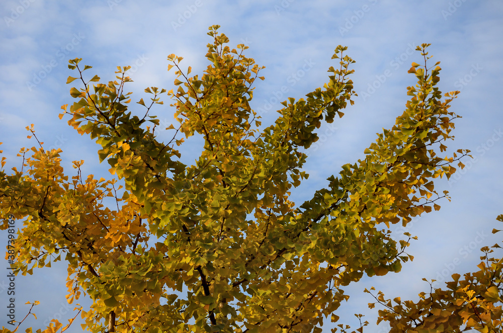Foto de Petiolate leaves grow in bundles on strongly shortened twigs ...