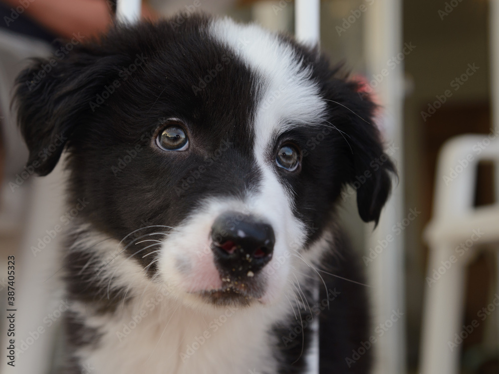 Mirada de un perro cachorro de Border Collie. Border Collie está ...