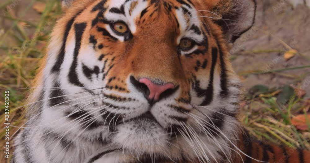 Siberian tiger Close up. The Siberian tiger was also called Amur tiger ...