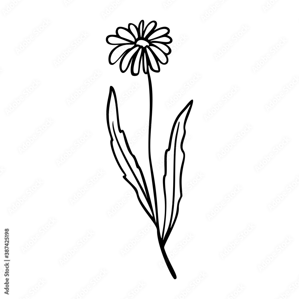 Dandelion outline hand drawn logo element. Herbs doodle botanical icon ...