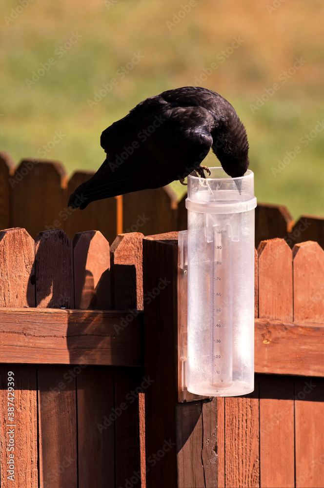 Crow (Corvus brachyrhynchos) checking out rain gauge in yard; Wyoming ...