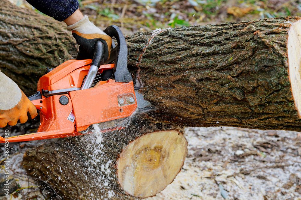 Tree felling with a large chainsaw cutting into tree trunk motion blur ...