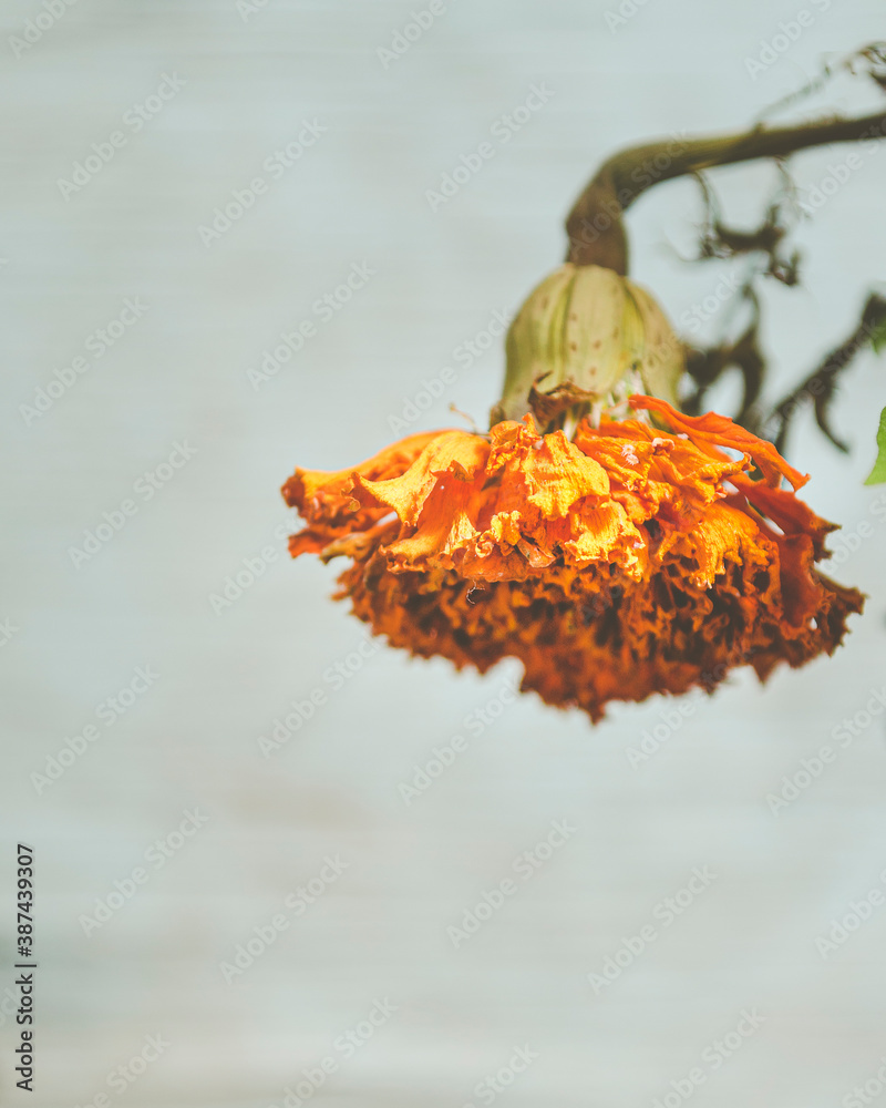 flores muertas de cempasuchil día de muertos Stock Photo | Adobe Stock