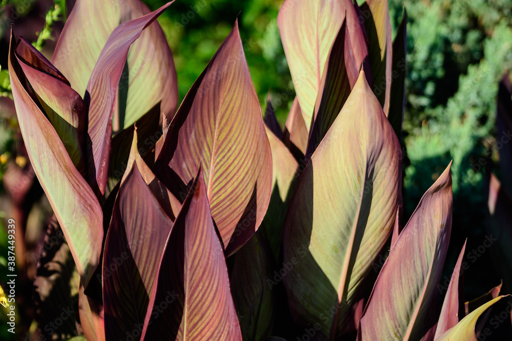 Large red and green leaves of Canna indica plant, commonly known as ...