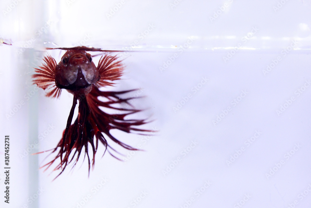 red crowntail betta fish. The red betta fish on the body with other ...