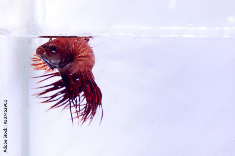 red crowntail betta fish. The red betta fish on the body with other ...